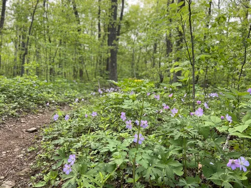 Best Hikes and Trails in G. Richard Thompson Wildlife Management Area ...