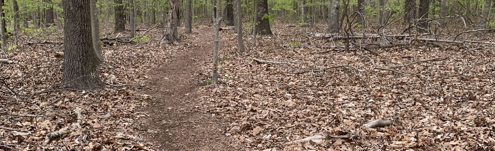 Erisman Woodland Blue Trail Loop, Connecticut - 8 Reviews, Map | AllTrails