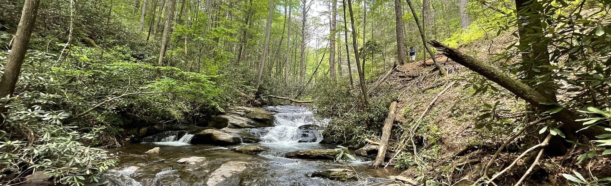 Raven Cliff Falls Trail, Georgia - 4,472 Reviews, Map | AllTrails