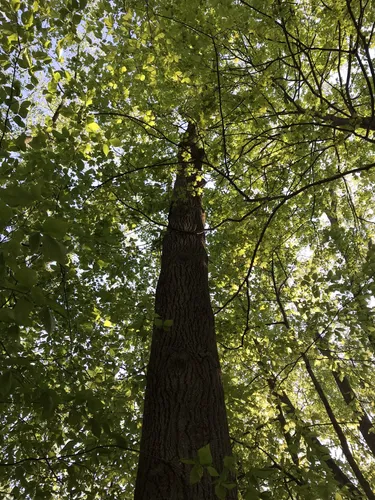 Best Hikes and Trails in RCA Community Park | AllTrails