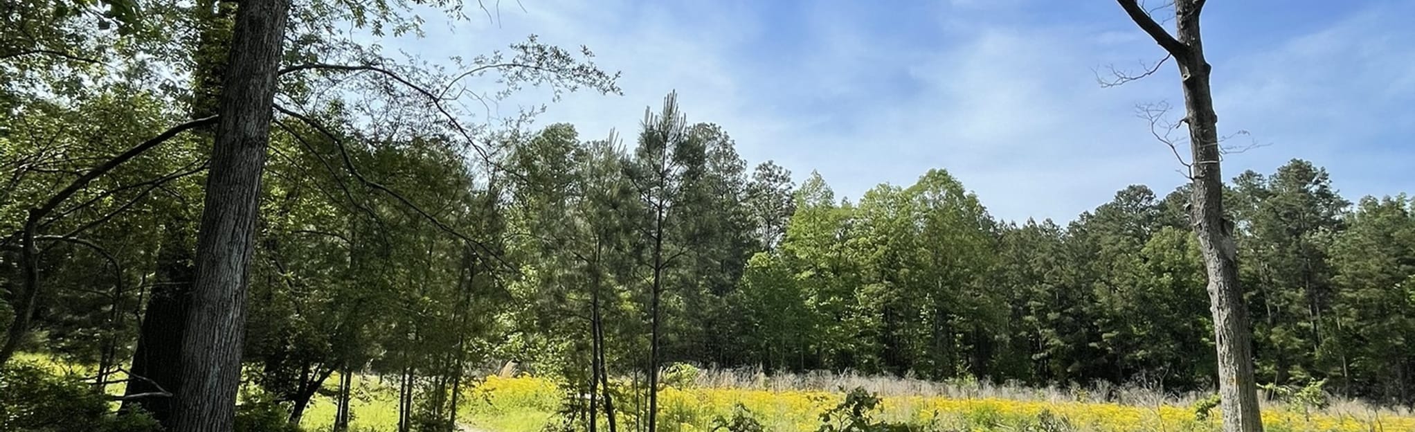 AllTrails | Crooked Pine Trail: 138 Reviews, Map - South Carolina