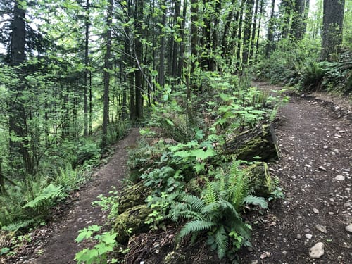Best 10 Hikes and Trails in Tiger Mountain State Forest | AllTrails