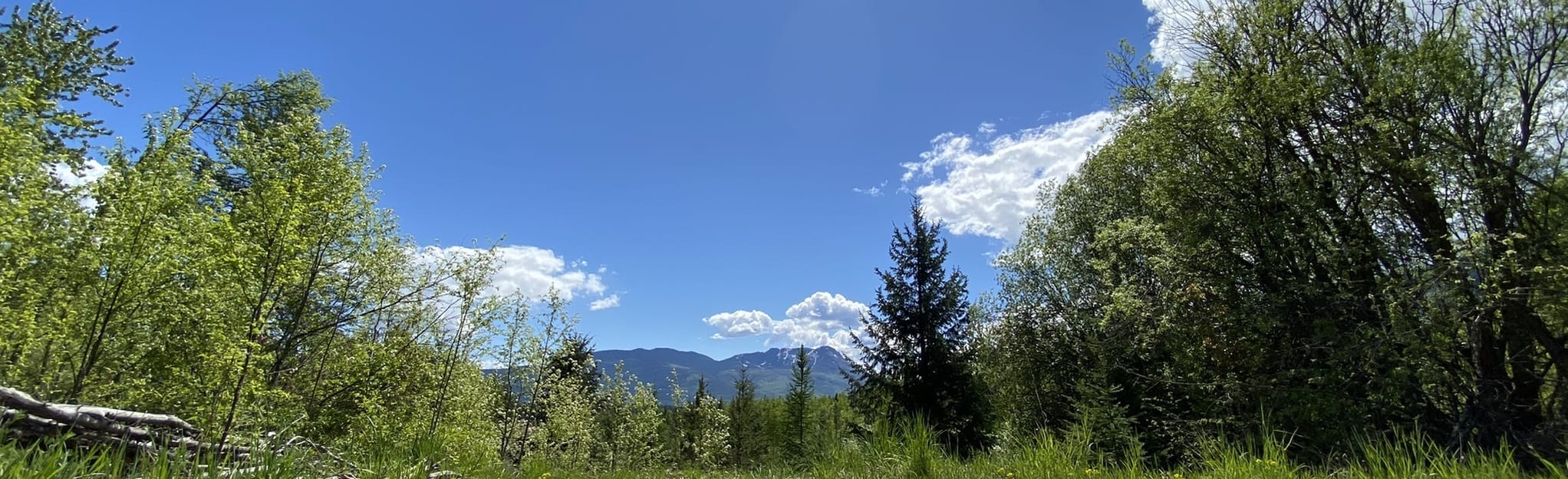 Syphon Falls Trail, British Columbia, Canada - 175 Reviews, Map | AllTrails