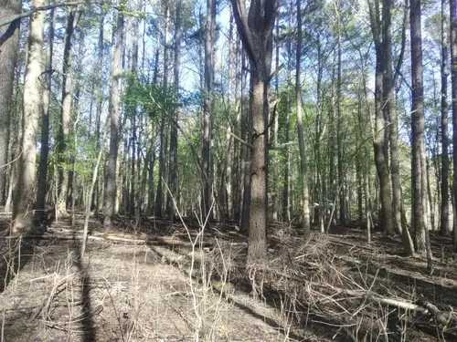 Best Hikes and Trails in Sam Dale Lake State Fish and Wildlife Area ...