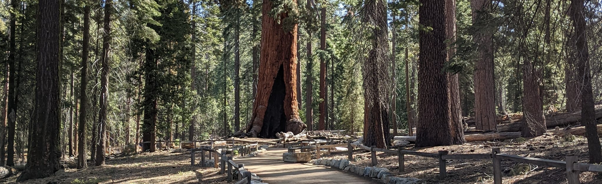 Grizzly Giant Loop Trail: 2 751 foton – Kalifornien | AllTrails