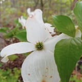 Adams Lake Loop Trail, Ohio - 42 Reviews, Map | AllTrails