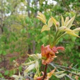 Adams Lake Loop Trail, Ohio - 42 Reviews, Map | AllTrails