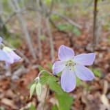 Adams Lake Loop Trail, Ohio - 42 Reviews, Map | AllTrails