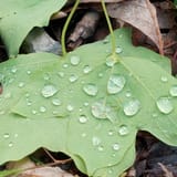 Adams Lake Loop Trail, Ohio - 42 Reviews, Map | AllTrails