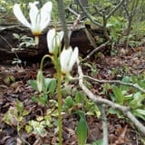 Adams Lake Loop Trail, Ohio - 42 Reviews, Map | AllTrails