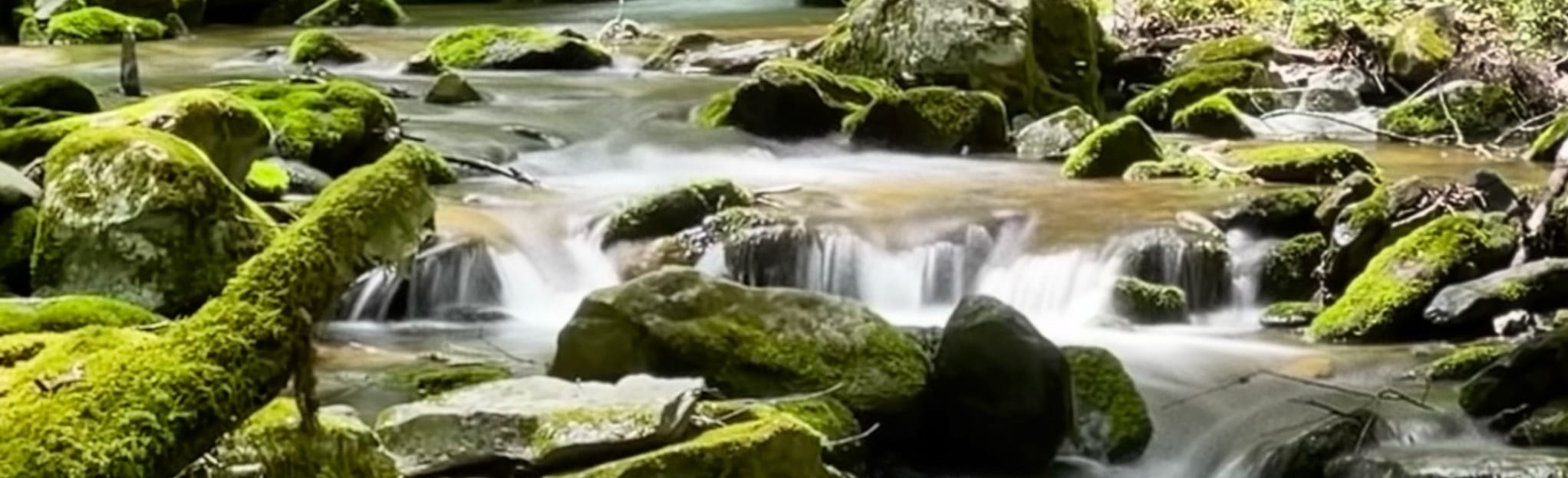 Rocky Fork to Flint Gap: 496 Reviews, Map - Tennessee | AllTrails