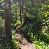 Harvey Manning Trail, Washington - 66 Reviews, Map | AllTrails
