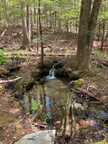 10 Best Hikes and Trails in Mount Toby State Forest | AllTrails