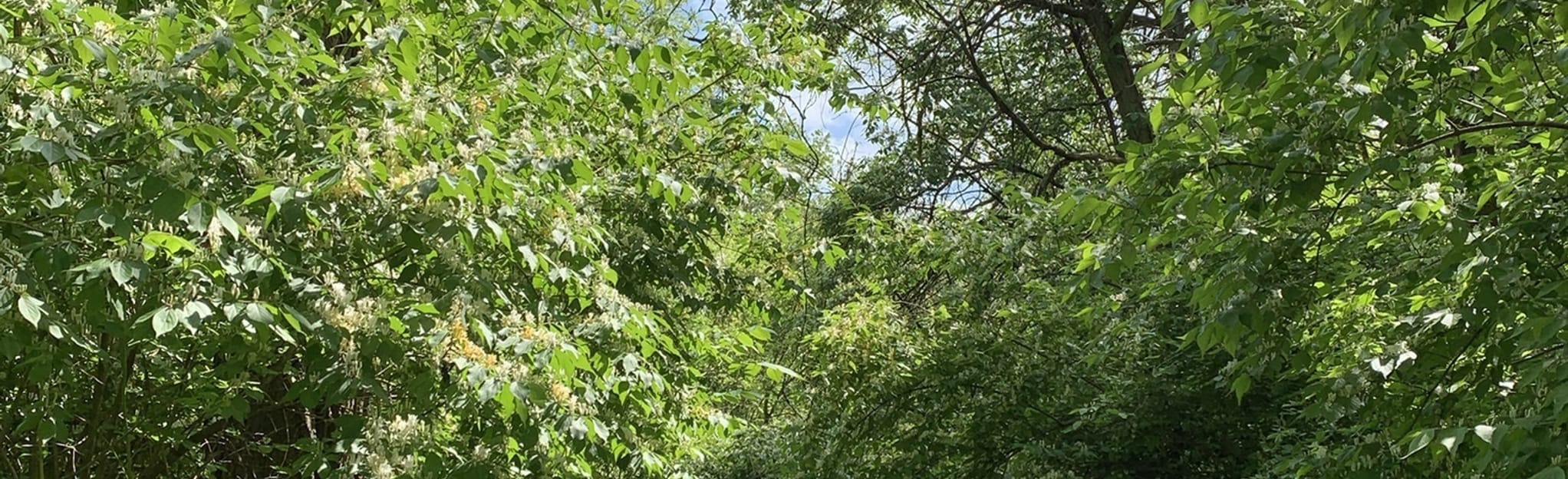 Mount Airy Loop: 177 Reviews, Map - Ohio | AllTrails