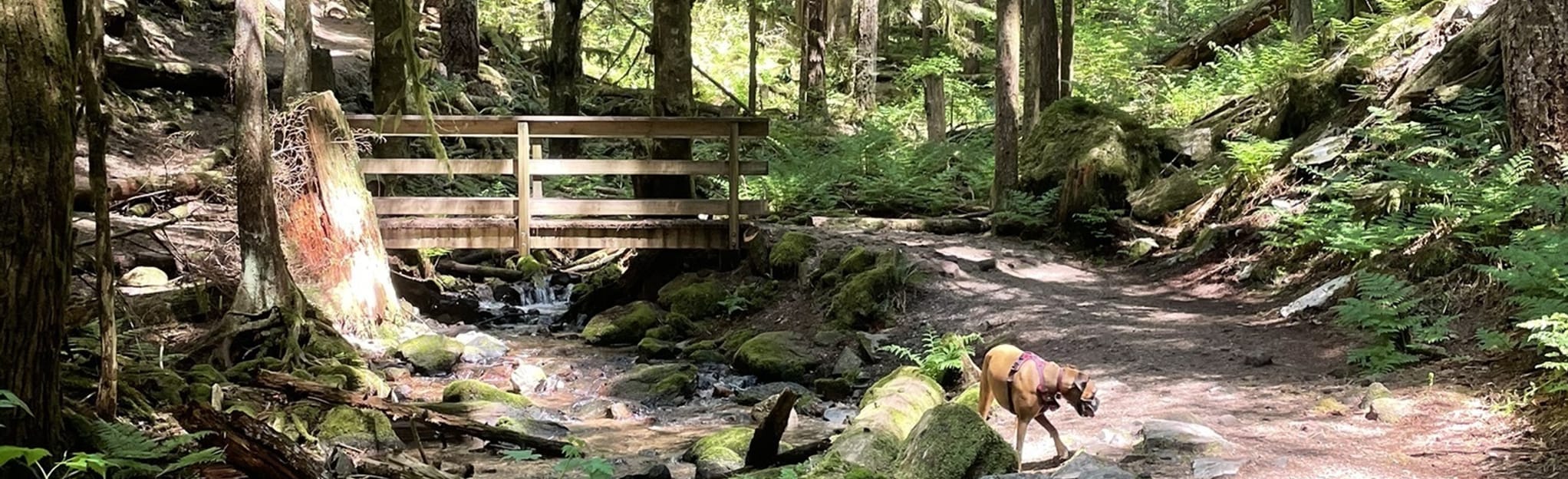 Alice Lake and Edith Lake Loop, British Columbia, Canada - 30 Reviews ...