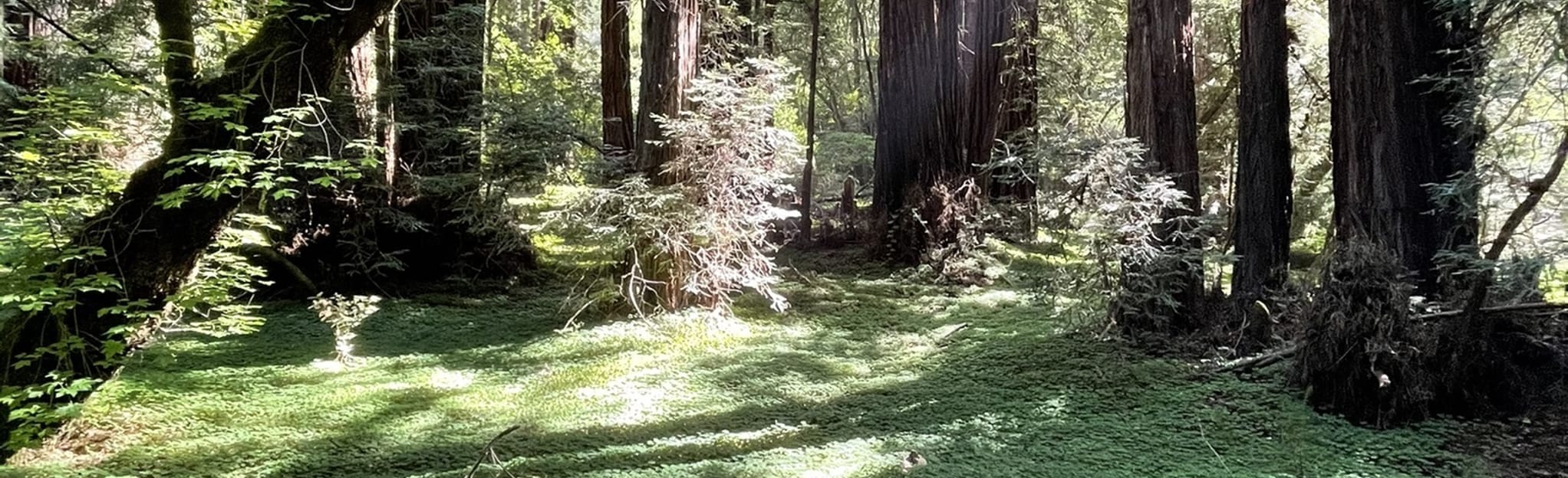 AllTrails | Fern Creek, Lost, and Canopy Trail Loop: 1807 Reviews, Map ...