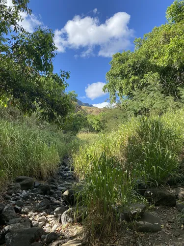 Best Hikes and Trails in Makua Keaau Forest Reserve | AllTrails