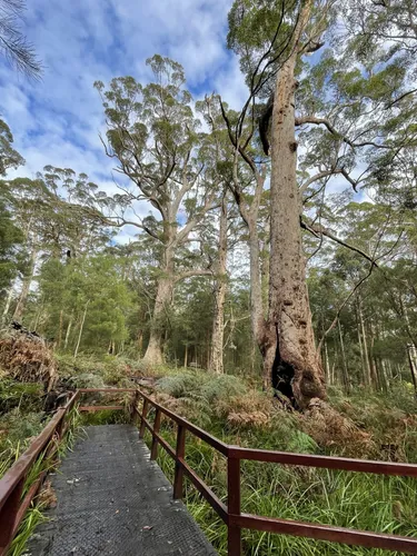 10 Best Hikes and Trails in Walpole-Nornalup National Park | AllTrails