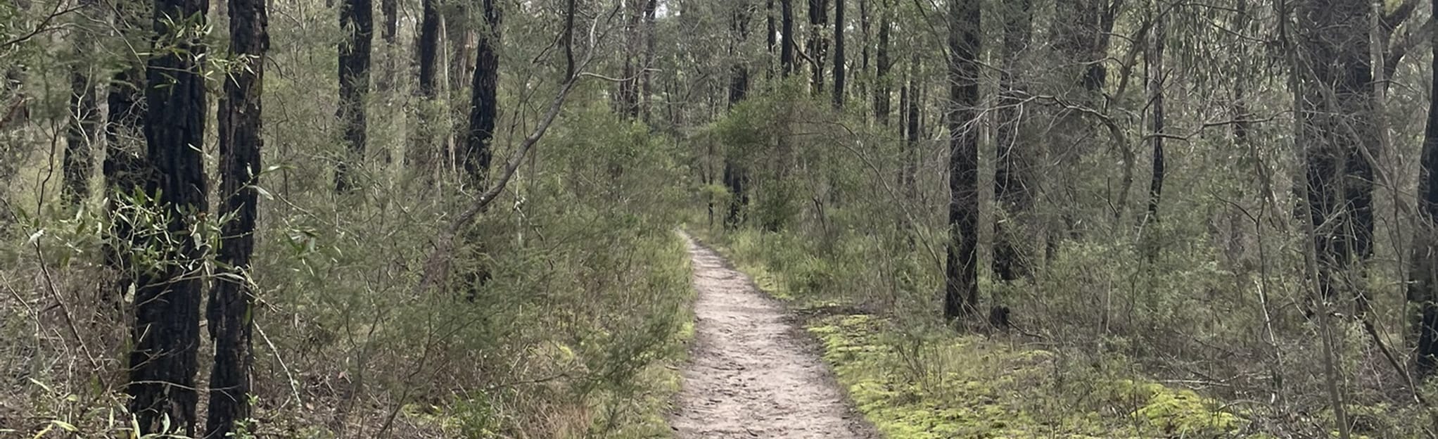 Ironbark Gorge Track, Victoria, Australia - 55 Reviews, Map | AllTrails