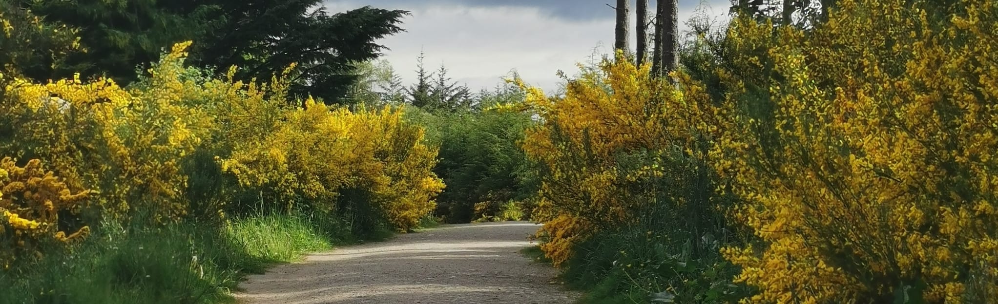 Craig Phadrig Hill Fort Trail, 36 Fotos - Highlands, Escocia | AllTrails