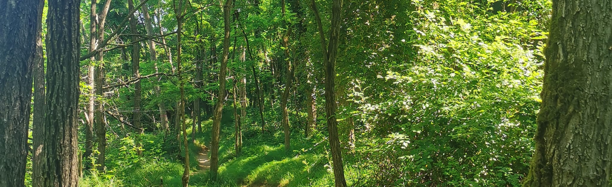 Parco del Rio Vallone: Gessate - Cornate d'Adda: 4 Reviews, Map ...