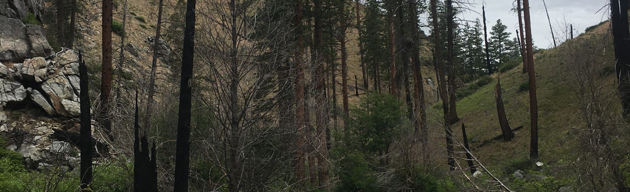 Mad River Trail: 50 Reviews, Map - Washington | AllTrails