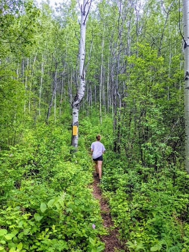 Best Hikes and Trails in Butler Ridge Provincial Park | AllTrails