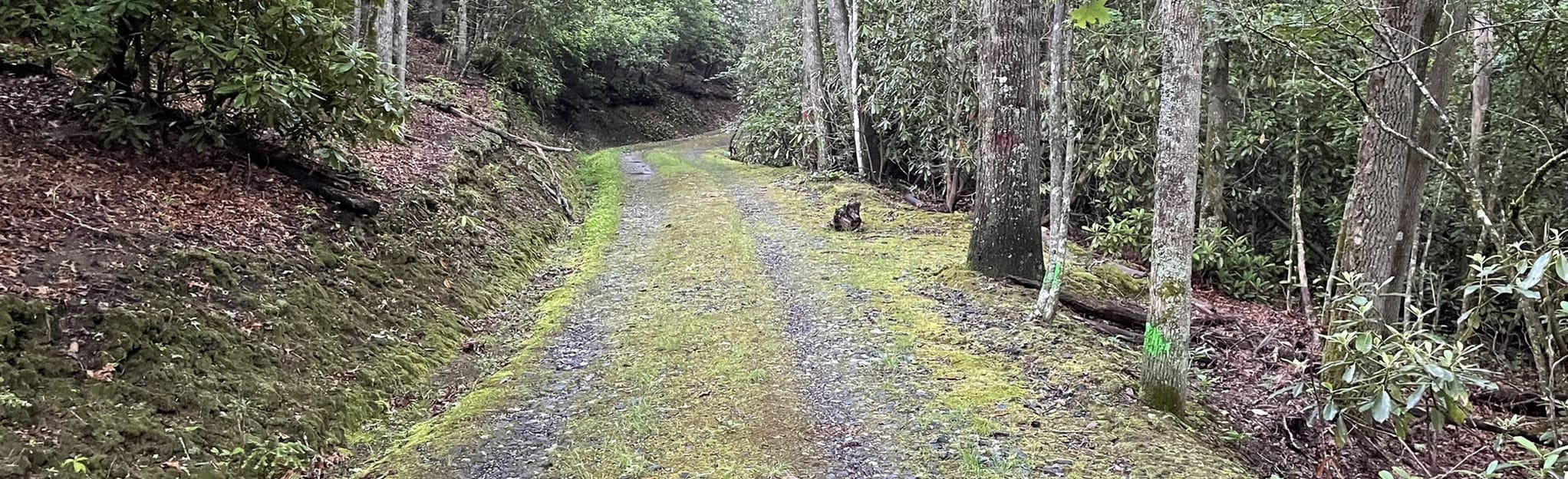 Bear Paw Trail, North Carolina - 20 Reviews, Map | AllTrails