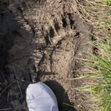 The Thorofare and South Boundary Trail, Montana - 45 Reviews, Map ...