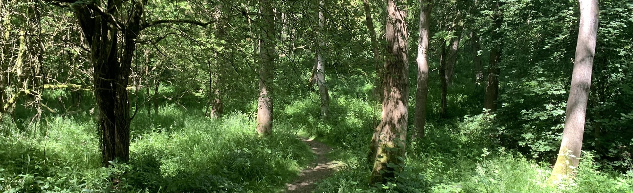 Fineshade Woods: 78 Reviews, Map - Northamptonshire, England | AllTrails