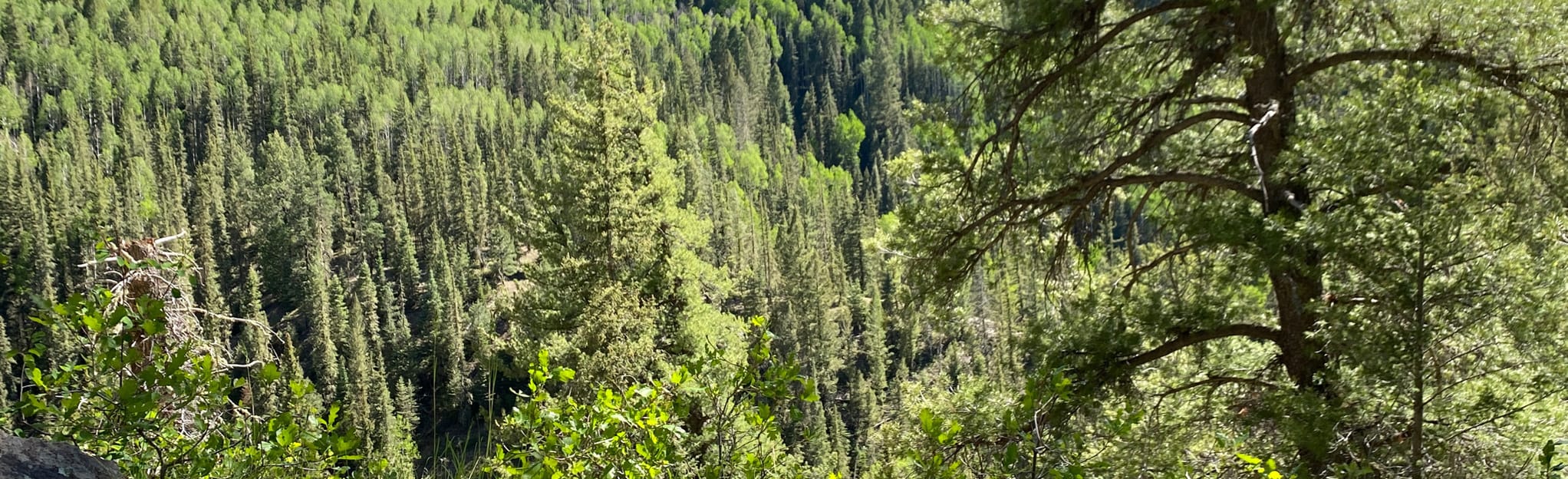 Quartz Ridge Trail Out-and-Back, Colorado - 15 Reviews, Map | AllTrails