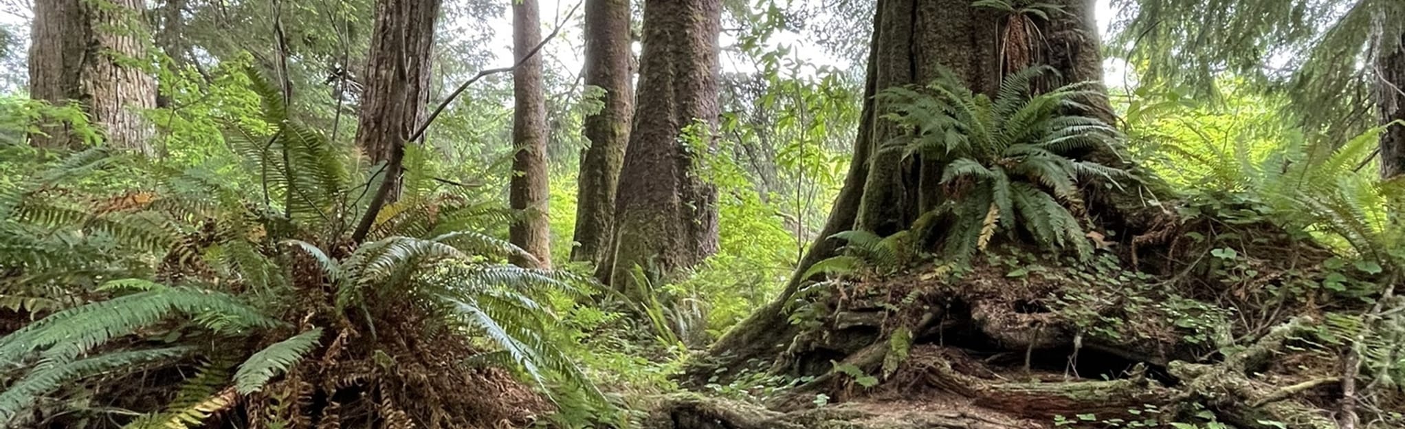 Slough Trail: 19 Reviews, Map - Washington | AllTrails