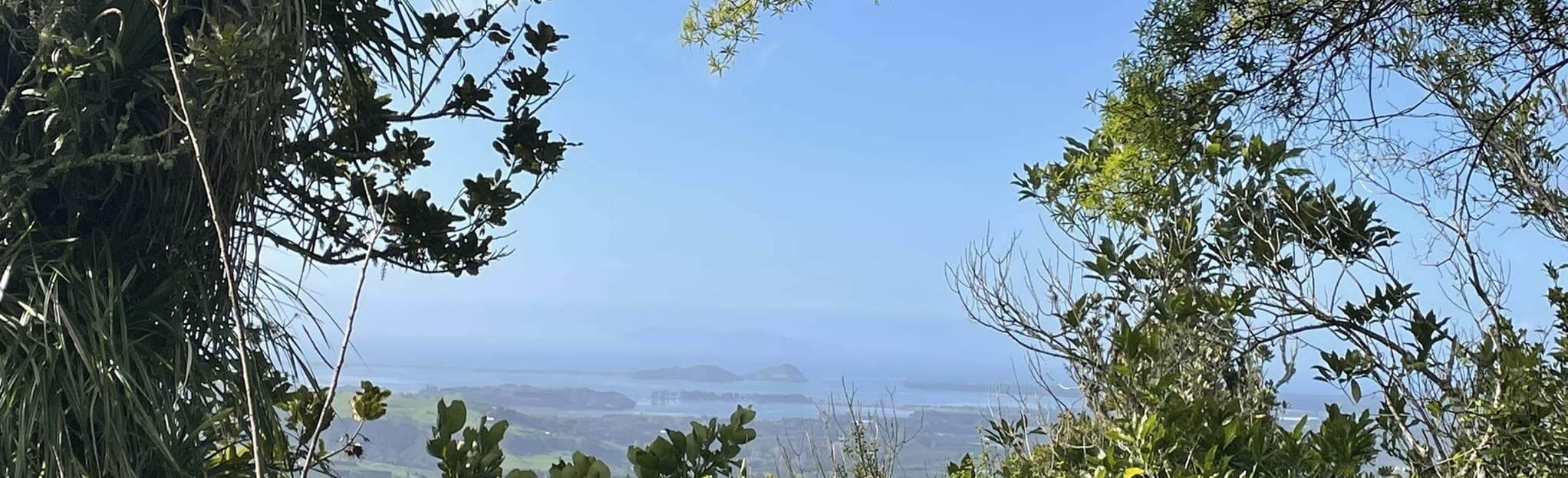 Lindemann Loop Track: 75 Reviews, Map - Bay of Plenty, New Zealand ...