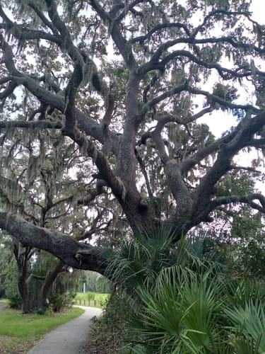 Best Hikes and Trails in Fishhawk Sports Complex Park | AllTrails