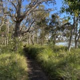 Lake Weyba Forest Loop, Queensland, Australia - 38 Reviews, Map | AllTrails