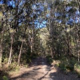 Lake Weyba Forest Loop, Queensland, Australia - 38 Reviews, Map | AllTrails
