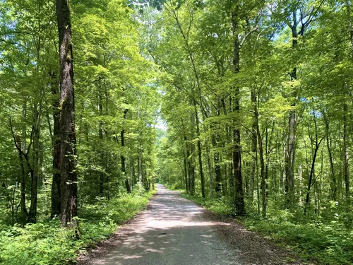 Best Hikes and Trails in Lone Mountain State Forest | AllTrails