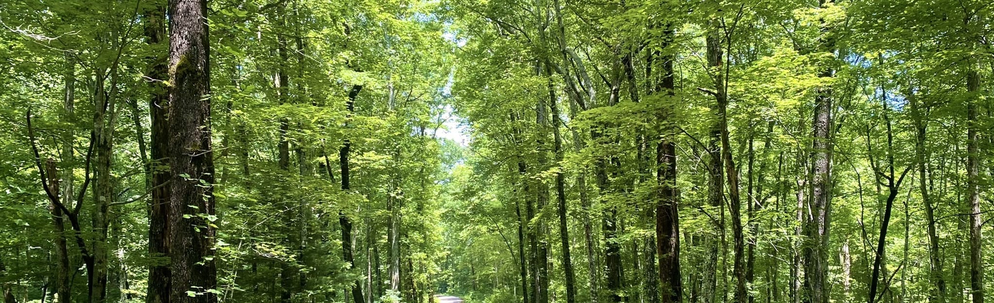 Lone Mountain Trail: 84 Reviews, Map - Tennessee | AllTrails