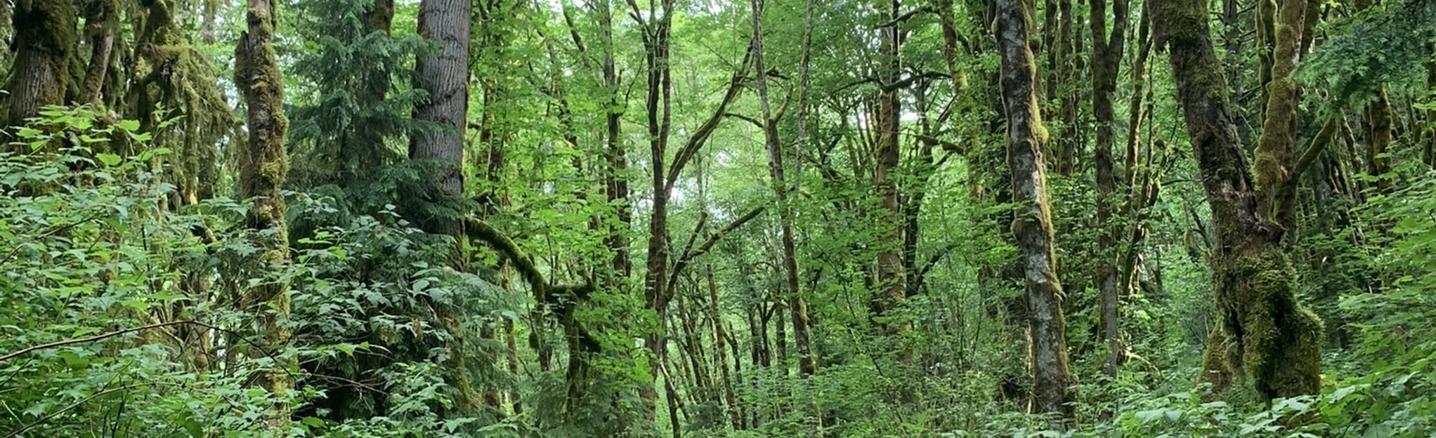 Lake Mayfield Trail, Washington - 108 Reviews, Map | AllTrails