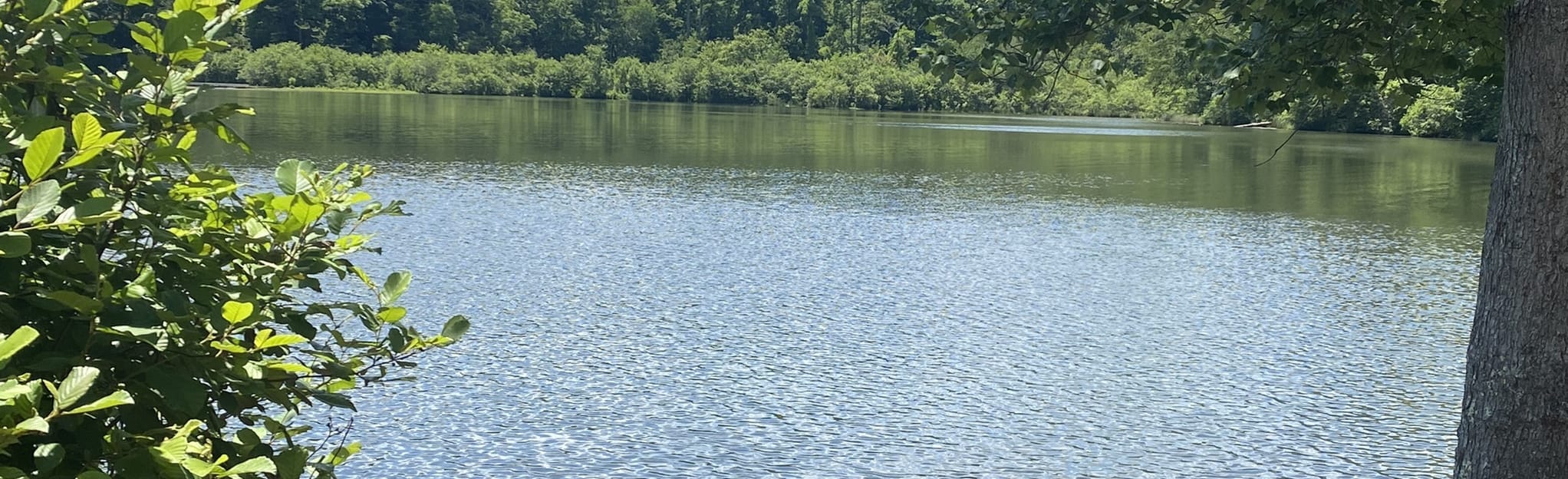 Hard Times to Shut-In to Pine Tree Loop | Map, Guide - North Carolina ...