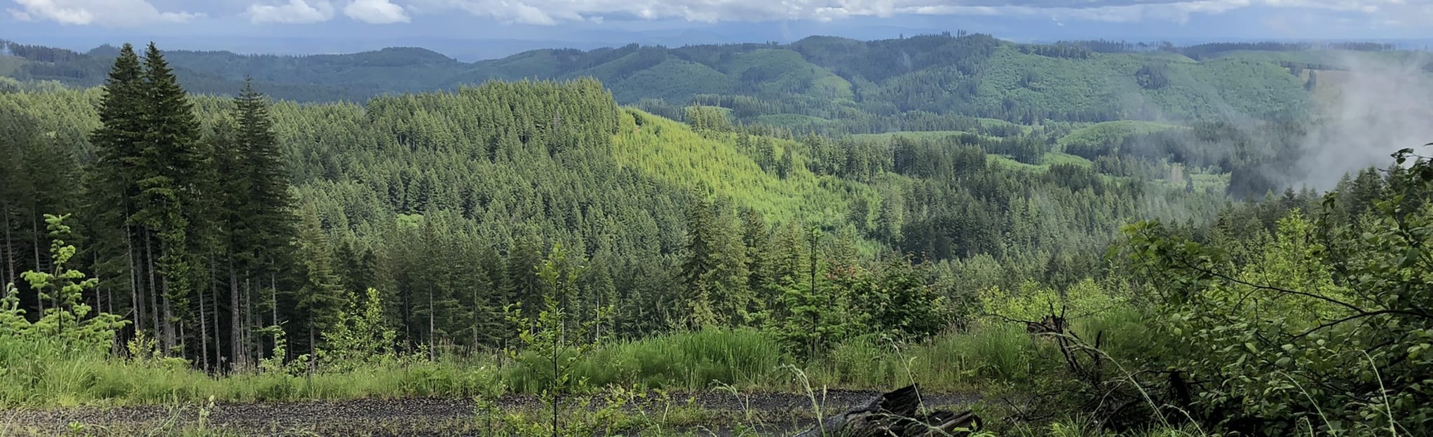 Capital Forest and Waddell OHV Loop, Washington - 11 Reviews, Map ...