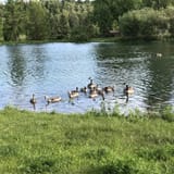 Rundle Park Riverside Trail, Alberta, Canada - 217 Reviews, Map | AllTrails