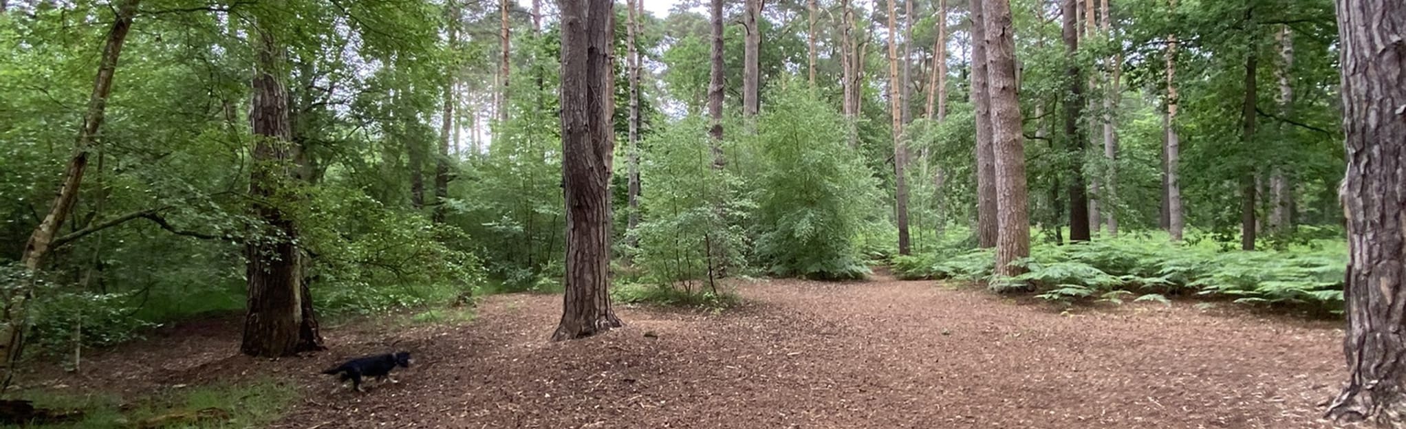 Ockham Common, Telegraph Hill and Bolder Mere Circular, Surrey, England ...