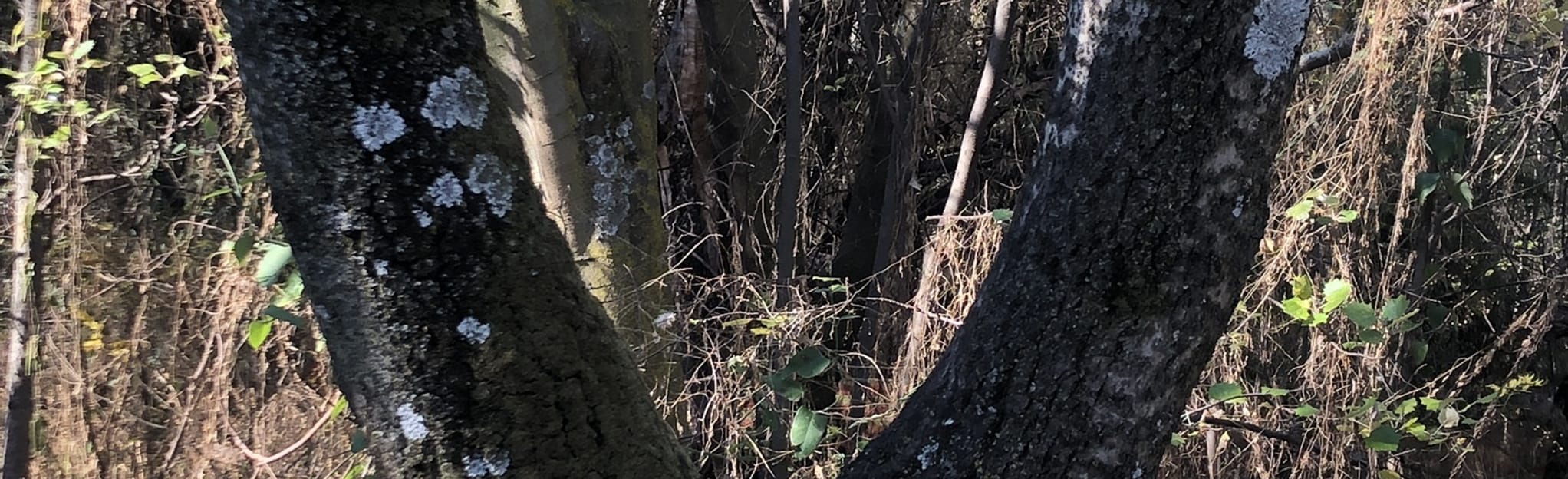 Thaba Trails Yellow Route: 16 Reviews, Map - Gauteng, South Africa ...