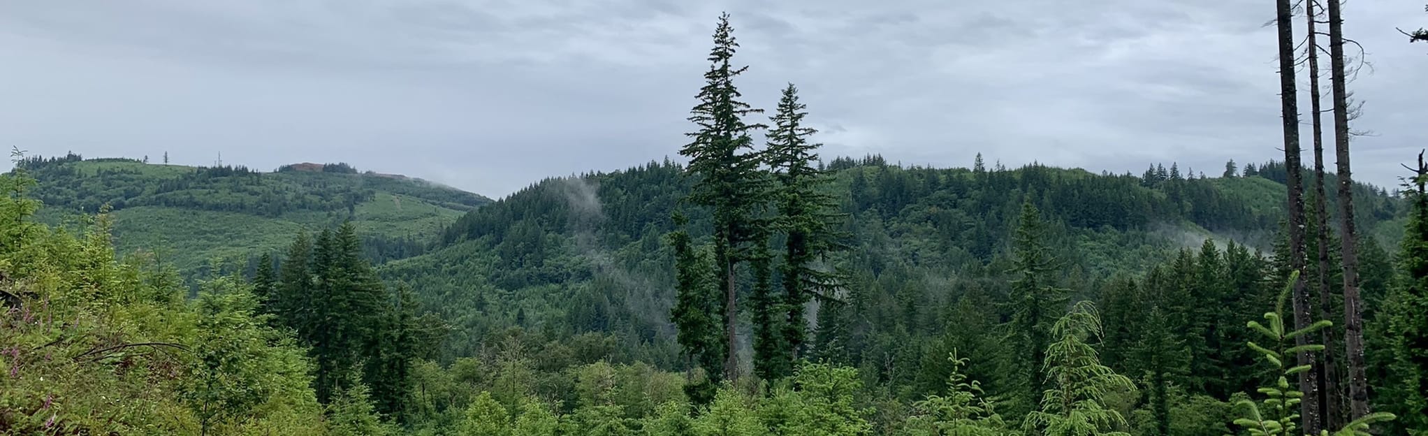 Bell Mountain Logging Trail, Washington - 125 Reviews, Map | AllTrails