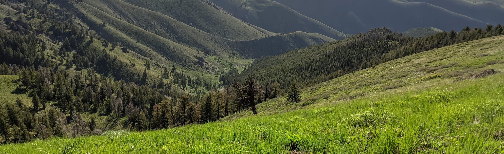 Kelly Mountain Summit Trail : 3 foto's - Idaho | Wandelen - AllTrails