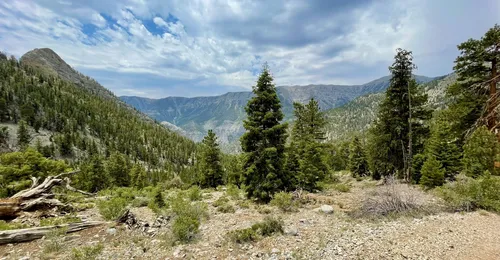 10 Best Trails and Hikes in Mount Charleston | AllTrails