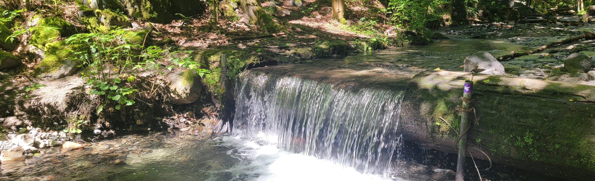 Shoreview and Boeing Creek Loop: 541 Reviews, Map - Washington | AllTrails