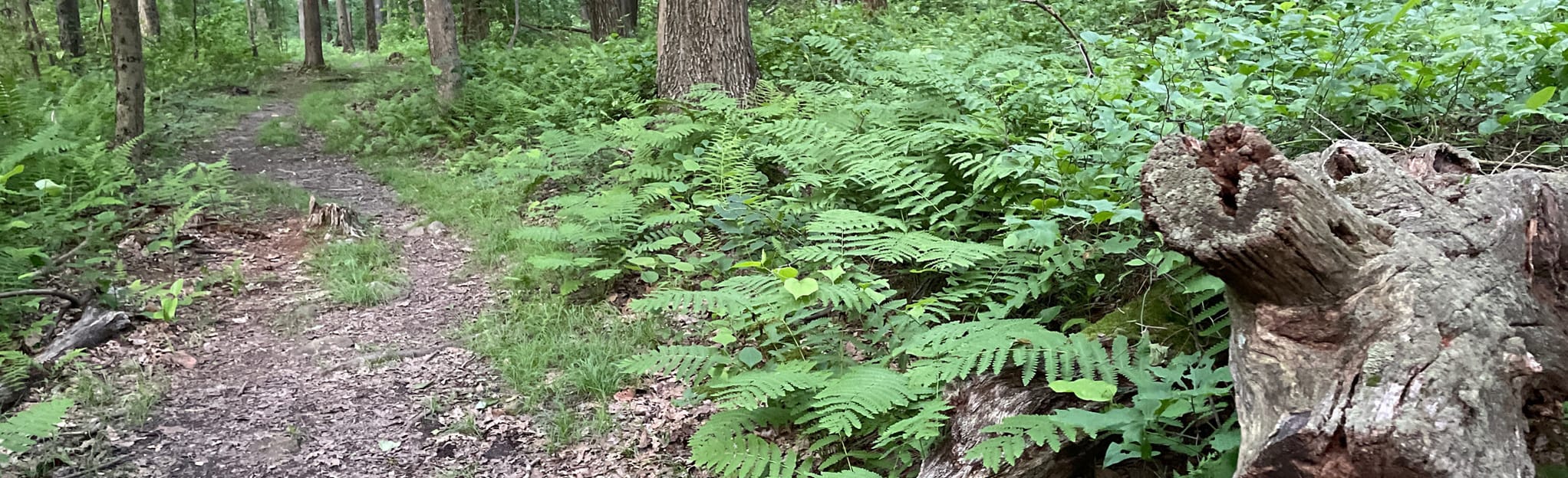 Grove Run Trail, Pennsylvania - 370 Reviews, Map | AllTrails