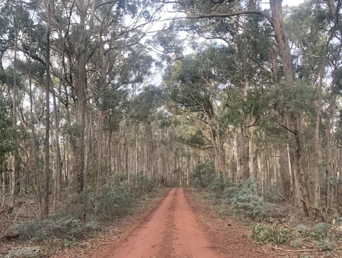 10 Best Hikes and Trails in Wombat State Forest | AllTrails